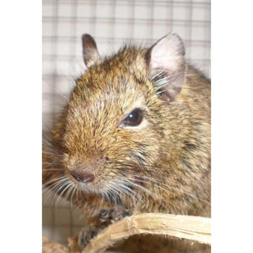 A Common Degu Brush-Tailed Rat (Octodon Degus) Journal: 150 Page Lined ...