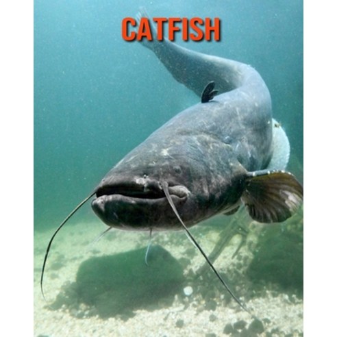 (영문도서) Catfish: Beautiful Pictures & Interesting Facts Children Book ...
