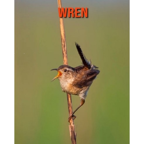 Wren: Beautiful Pictures & Interesting Facts Children Book About Wren ...